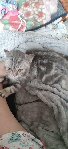 Продам шотландскую девочку