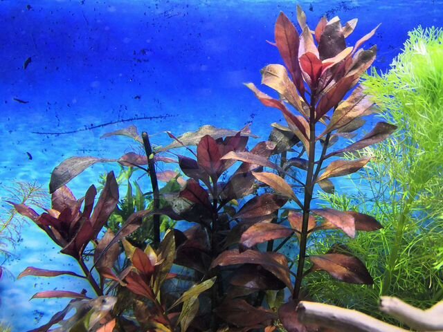 Людвигия рубин