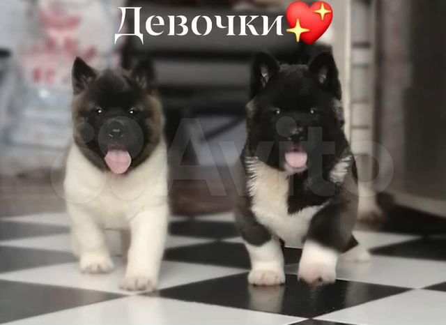 Американская акита
