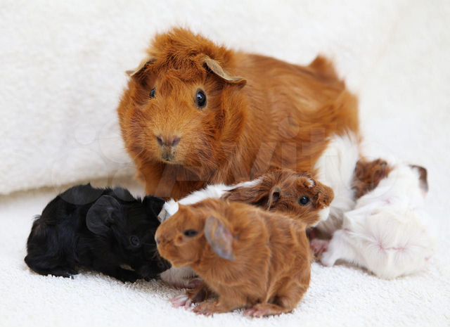 Грызуны оптом разные