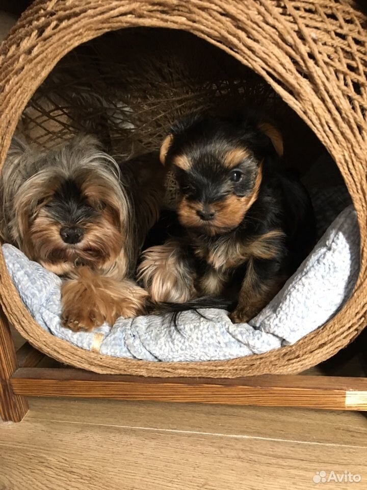 Йорк щенок кобель