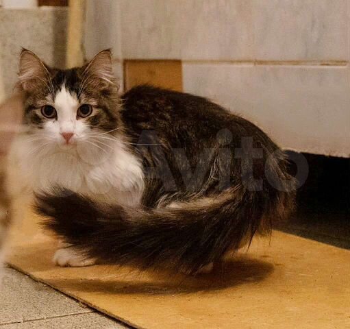 Пушистый хвостик