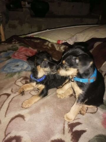 Щенки ягдтерьера