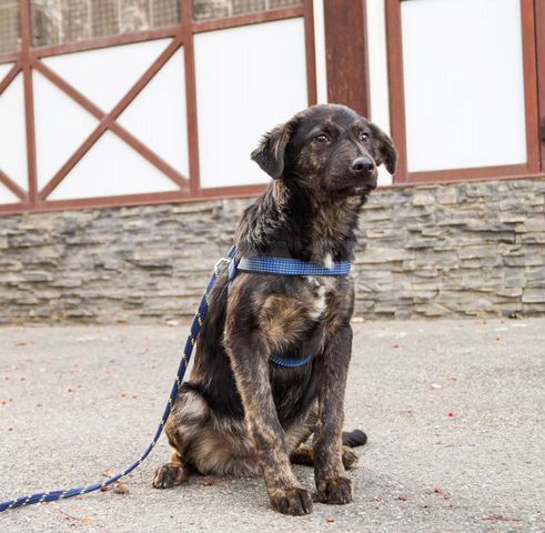 Ищет дом щенок не крупной Собачки Карай