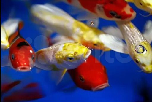 Отдаю карпов кои в хорошие руки