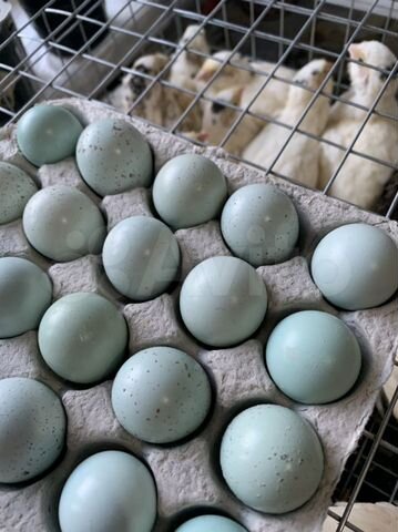 Яйцо Селадон