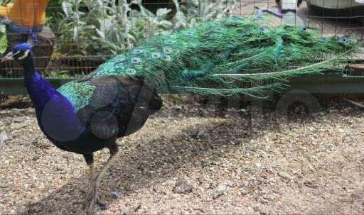 Черноплечий павлин