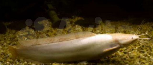 Сомик клариус