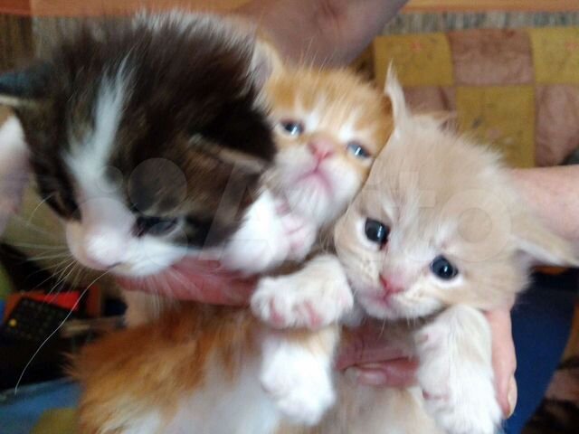 Мэй кун 2 котика