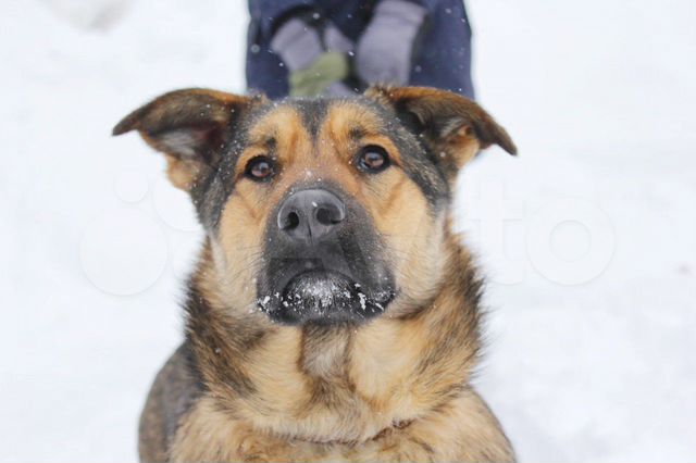 Домашняя собака Дина ищет дом и хозяина, из приюта