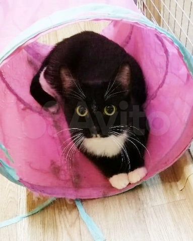 Нежная кошка Розочка, 2 года