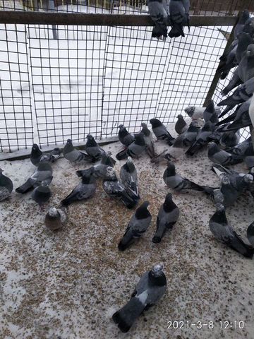 Свердловские высоколетные голуби