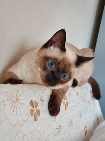 Тайский кот, вязка