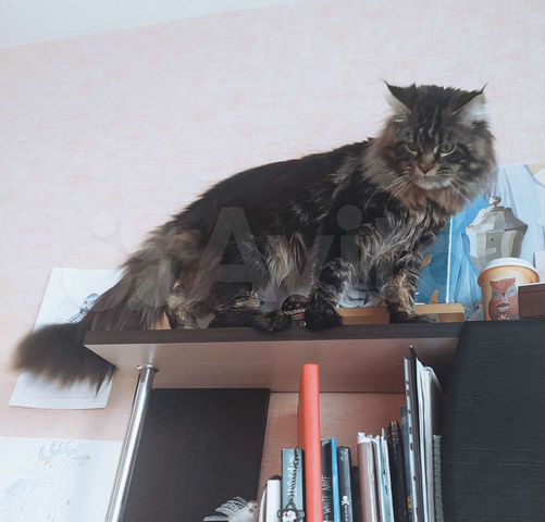Кот на случку