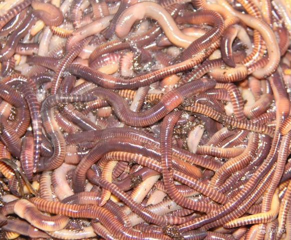 Калифорнийские черви Старатель Дендробена