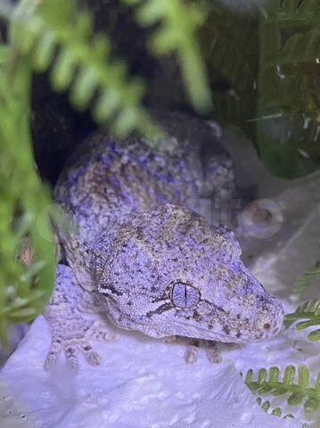 Ушастый бананоед, самка и самец