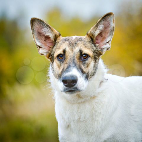 Красавица Луиза в добрые руки