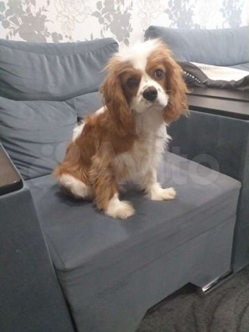 Продам щенка кавалера кинг чарльз спаниель