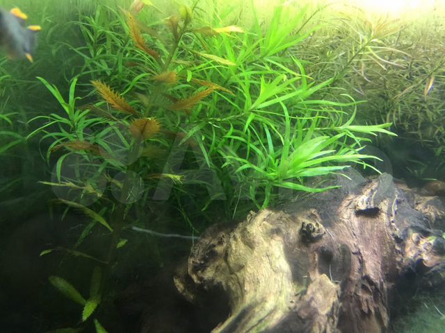 Аквариумные растения прополка