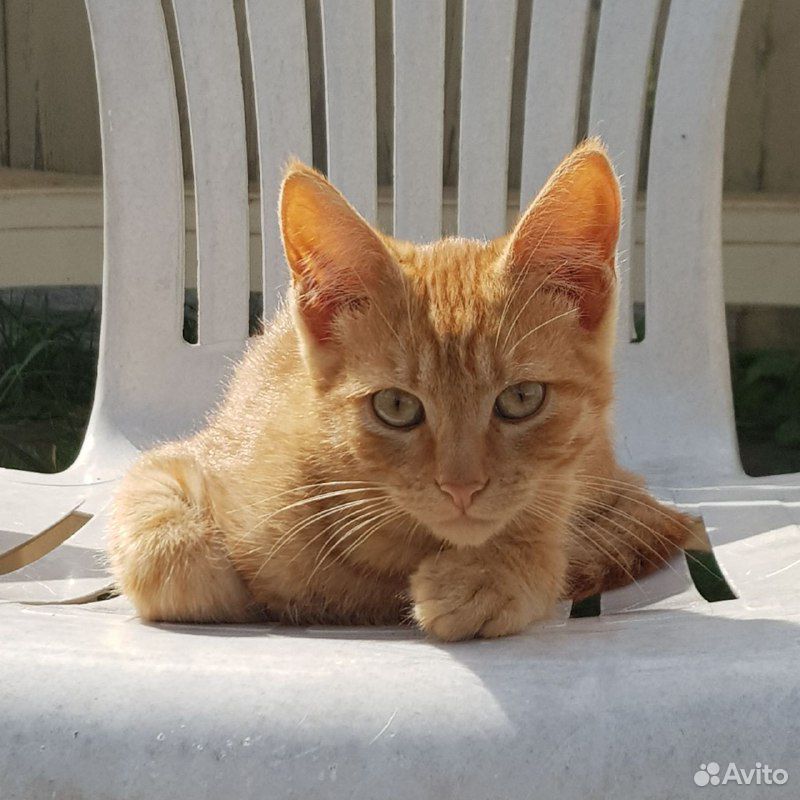 Котёнок - Шерлок ищет дом