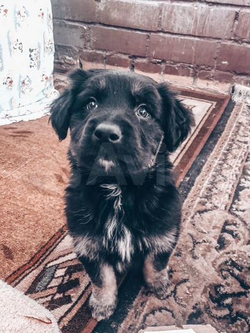 Малыши ищут дом