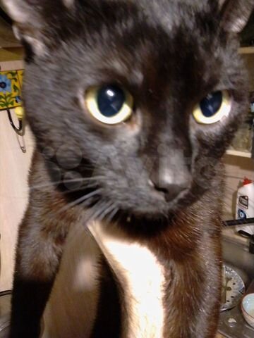 Вязка кот бомбейский