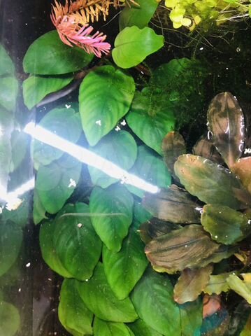 Анубиас нана