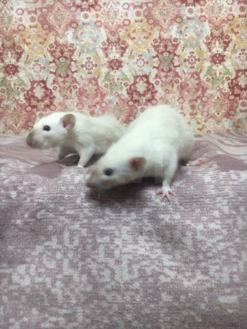 Продам двух крыс