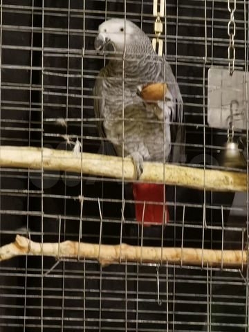 Попугай Жако