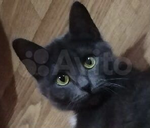 Метис британца в добрые руки