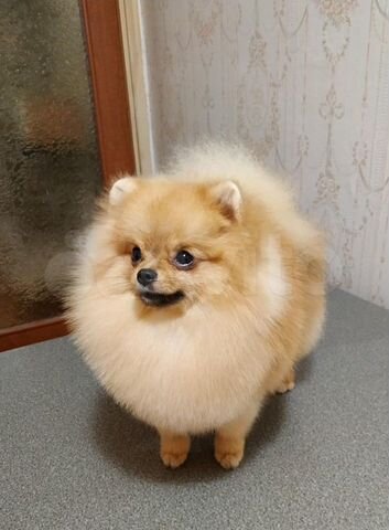 Померанский шпиц. Мини. Вязка