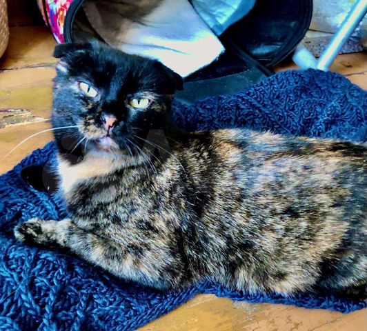 Симона отдам в добрые руки. Доставка