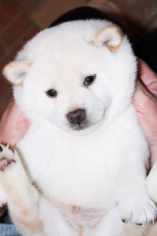 Белый мальчик сиба(шиба)
