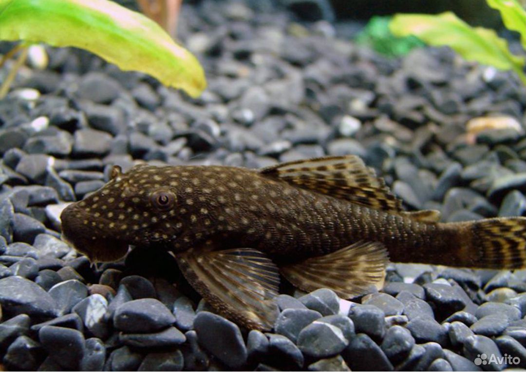 Отдам рыбок