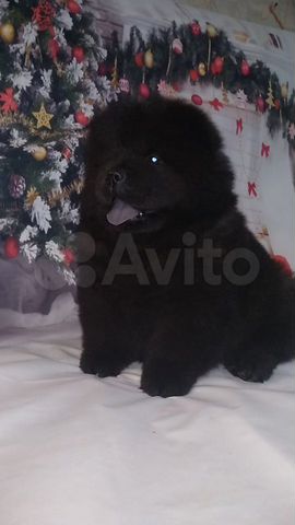 Чау девочка