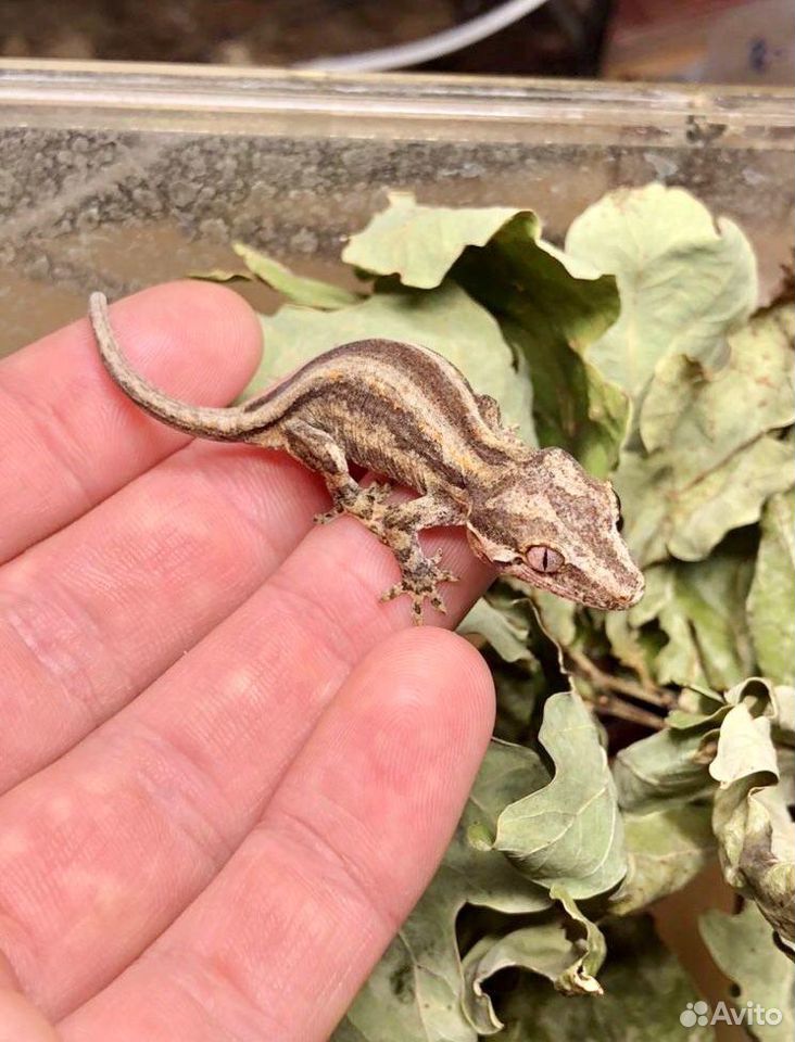 Ушастый бананоед