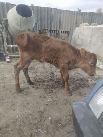 Тёлка 1 месяц