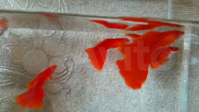 Гуппи Чистая Линия