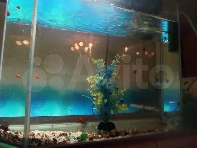 Аквариум с рыбками